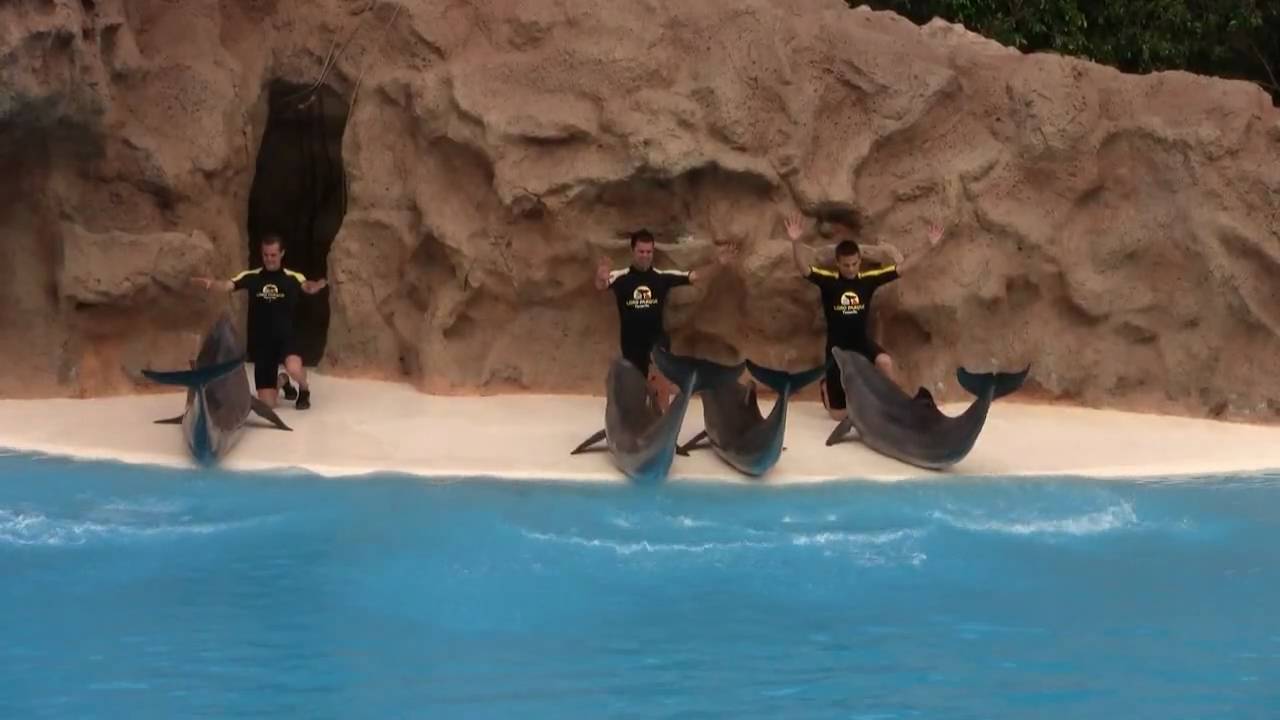 Dolphin Show Loro Parque, Tenerife. Part 1 - YouTube