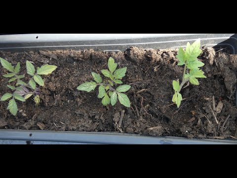 Domates Fidelerini ekiyorum