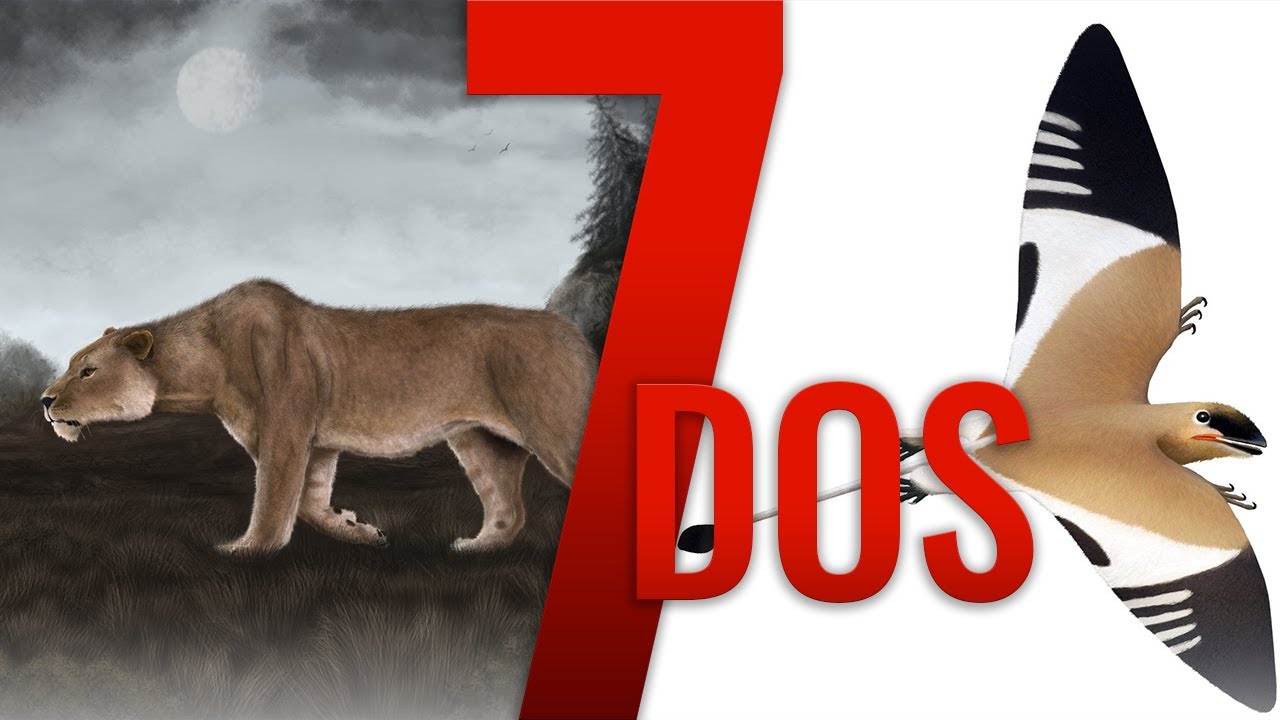 Changing the Pterosaur Family Tree & The Origin of Cave Lions - 7 Days ...