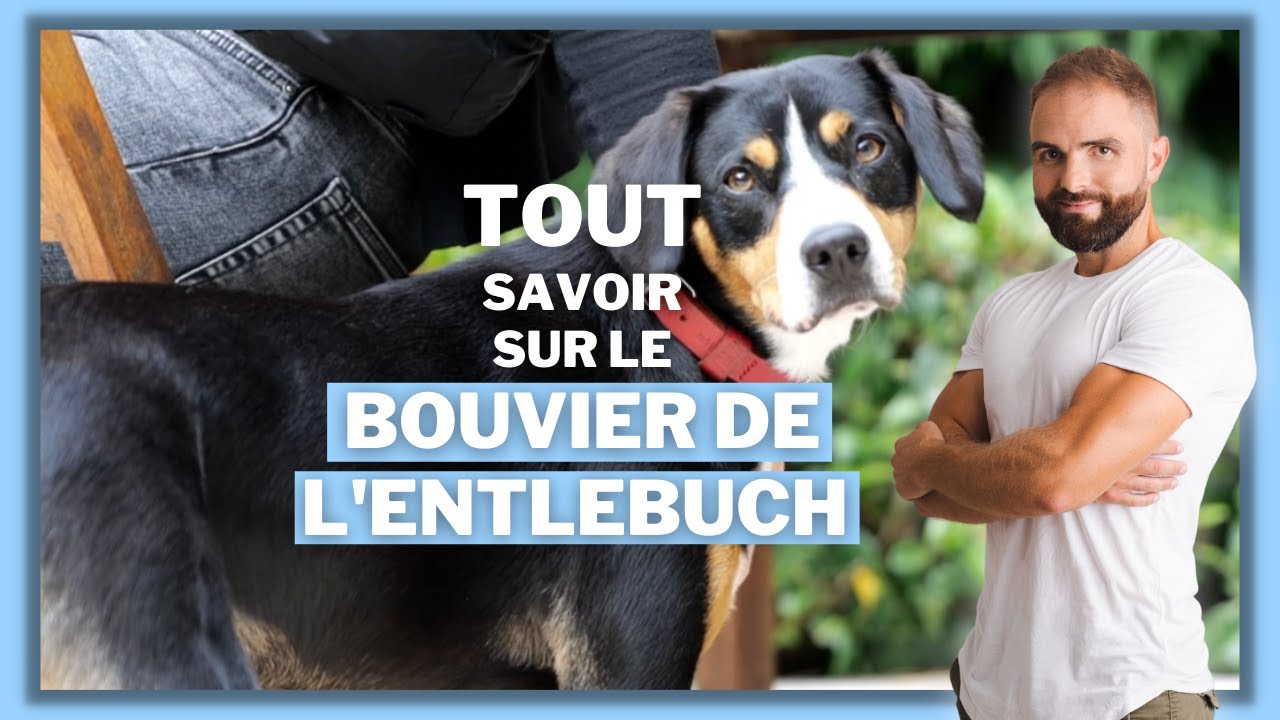 Race de chien : Le Bouvier de l'Entlebuch ! - YouTube