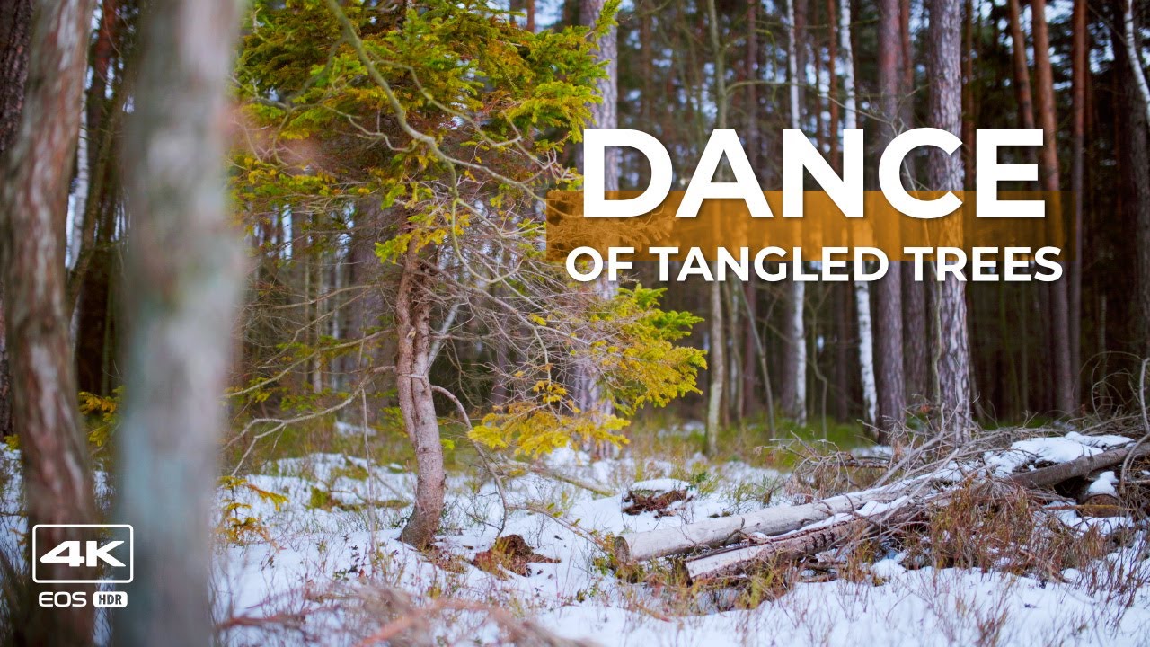 4K video and natural ambient sounds - Dance of tangled trees - YouTube