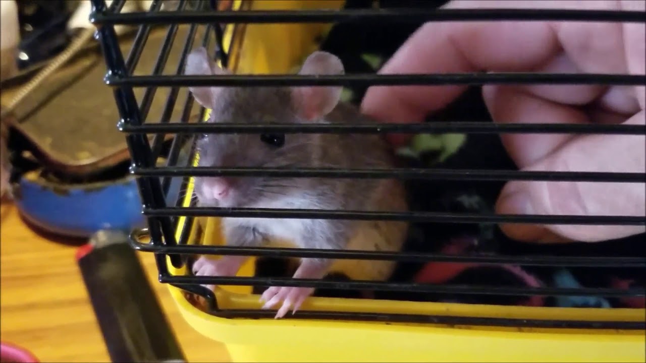 Taming baby roof rats - YouTube