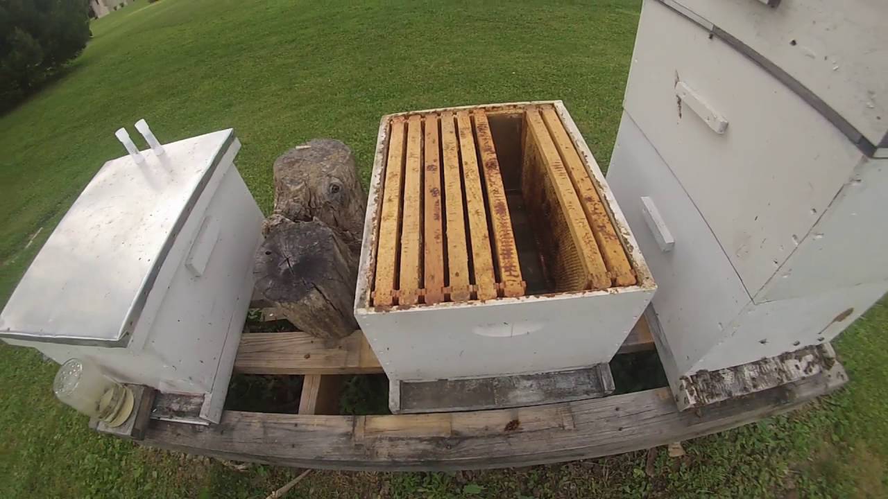 Bee Hive Split Update - YouTube