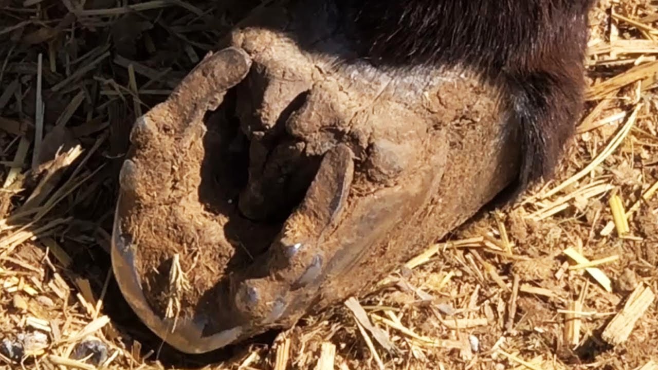 Treatment for severe inverted donkey hoof, the incision is full of ...