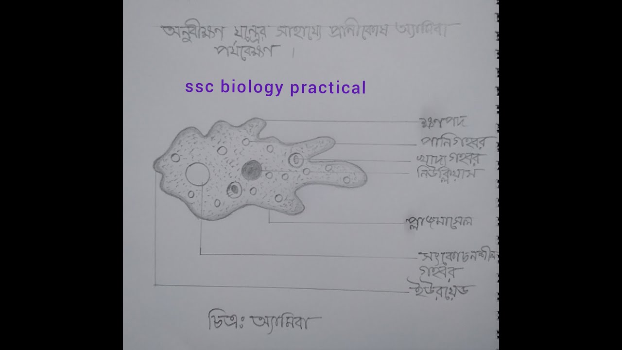 pranikosh ( Amiba) porjobekkhon|| Amiba Experiment|| ssc biology ...
