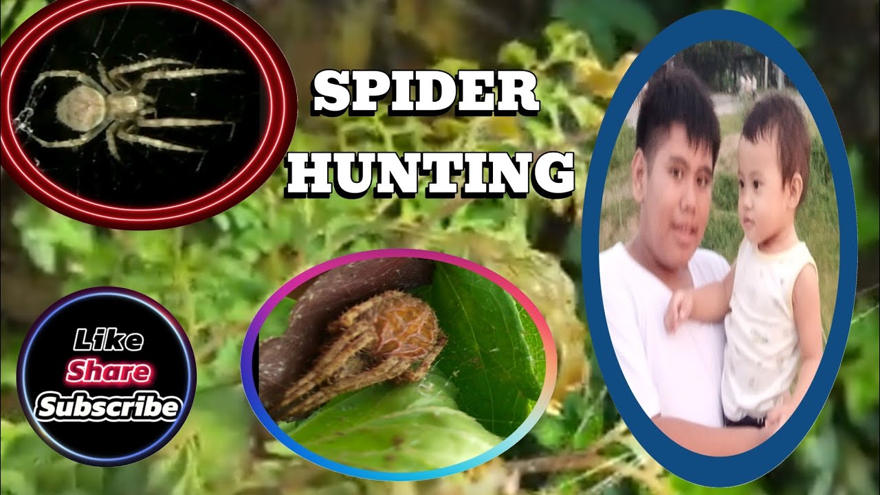 ANG GAGANDA NAMAN NG KULAY NG GAGAMBA DITO #gagamba #alsufyanosalli # ...