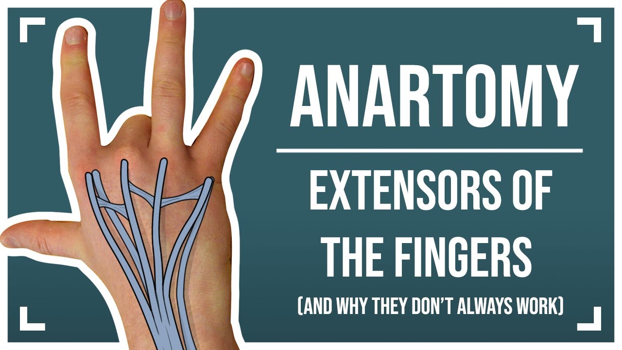 Extensors of the Fingers (and why they don't always work) - YouTube
