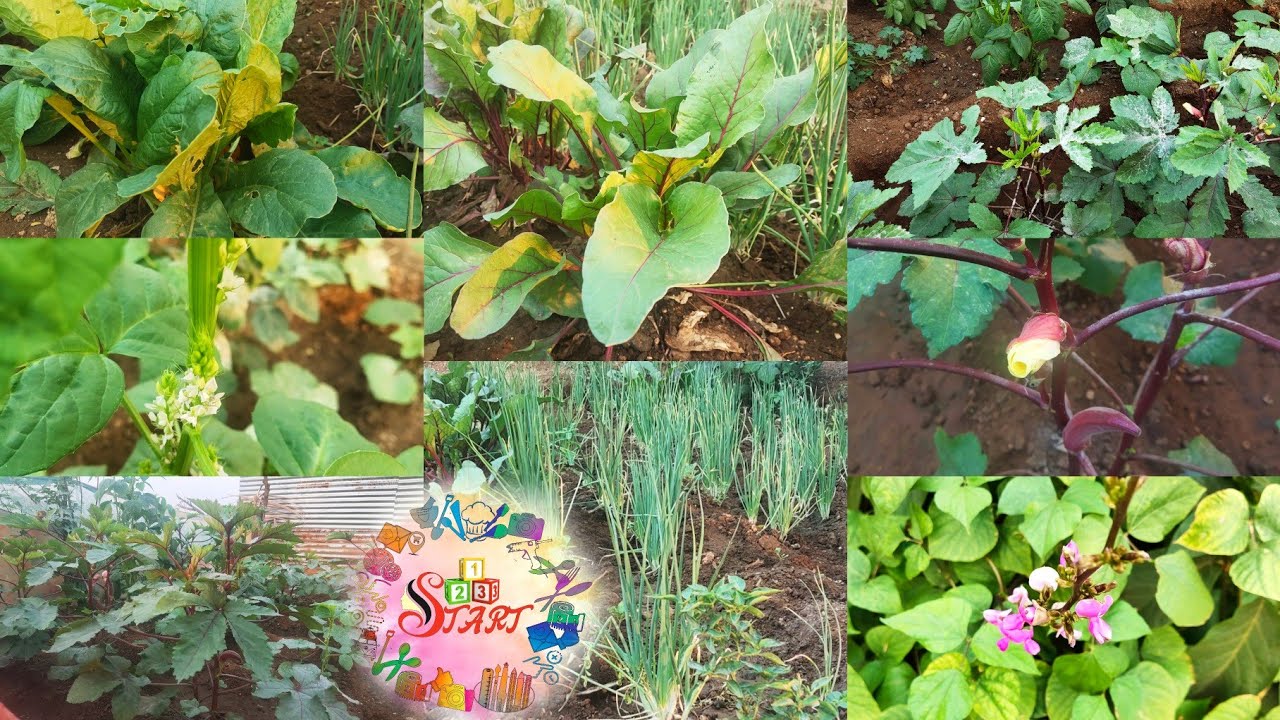 Veetu thottam | வீட்டு தோட்டம் | Gardening | DIML 1 - YouTube