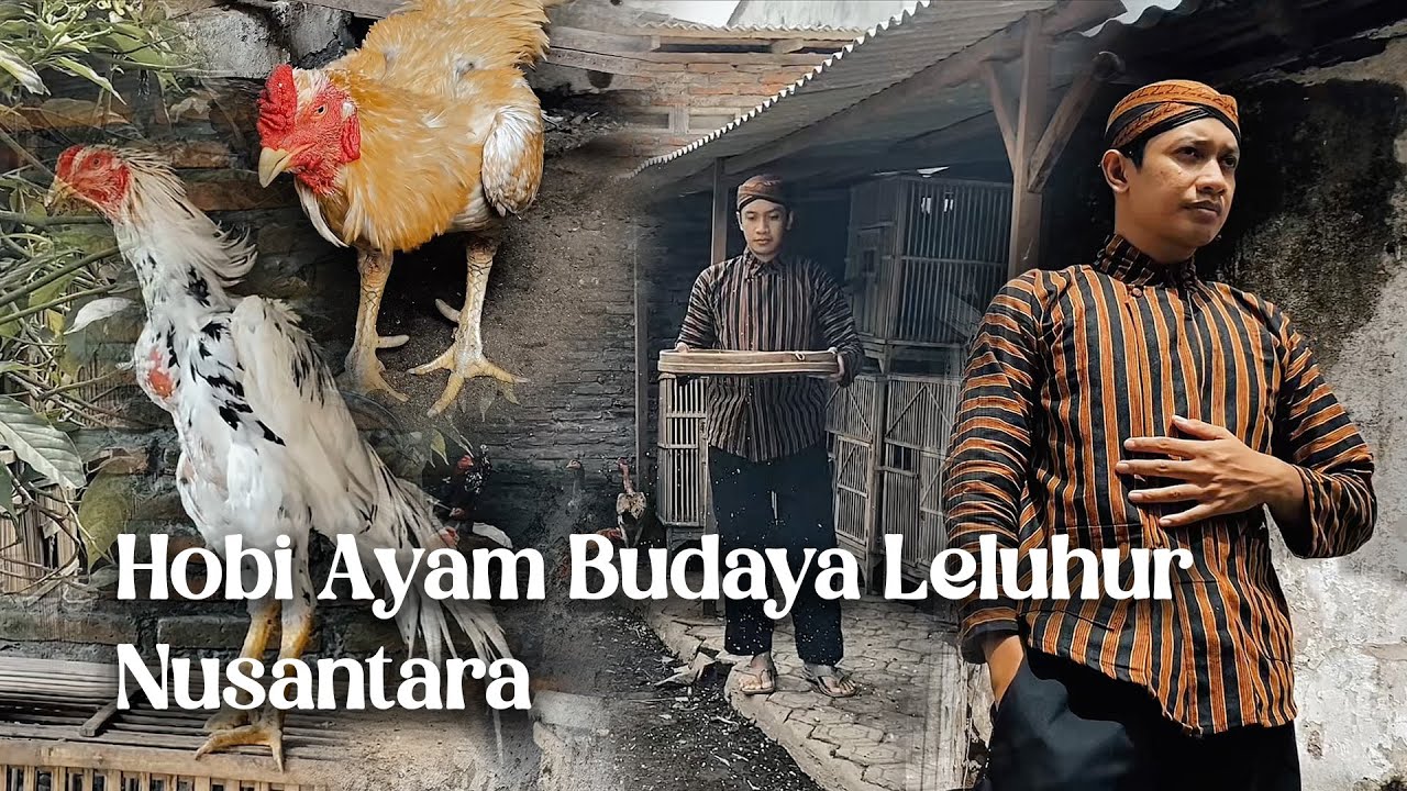 HOBI AYAM BUDAYA NUSANTARA _ VLOG ADITYA FARM - YouTube