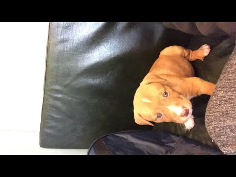 Pitbull Yavrusu Yeni Evini Keşfediyor