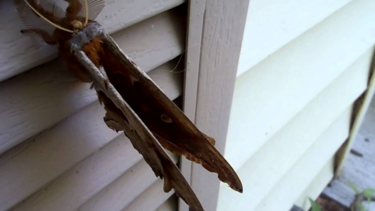 POLYPHEMUS MOTH wings closed - YouTube
