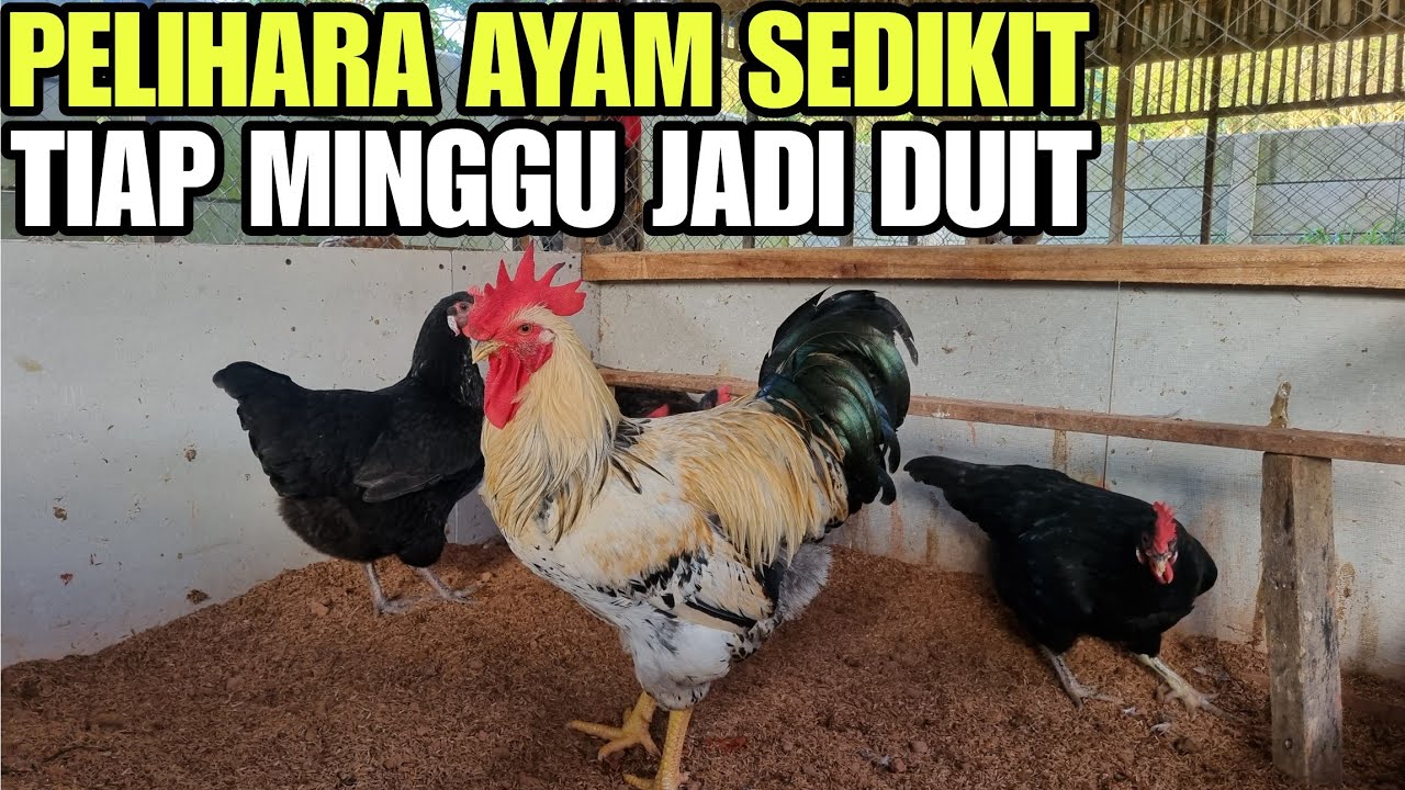 JENIS AYAM YG TEPAT UNTUK ANDA TERNAK SAAT INI‼️ - YouTube