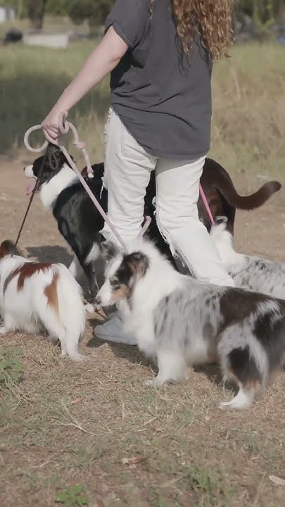 Walking multiple dogs can feel like an Olympic sport - YouTube