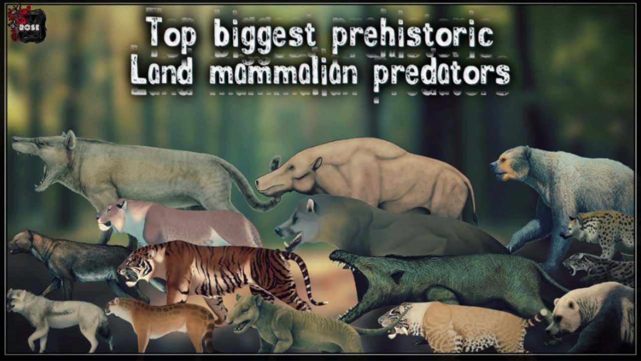 Top Biggest Mammalian Predators Size Comparison - YouTube