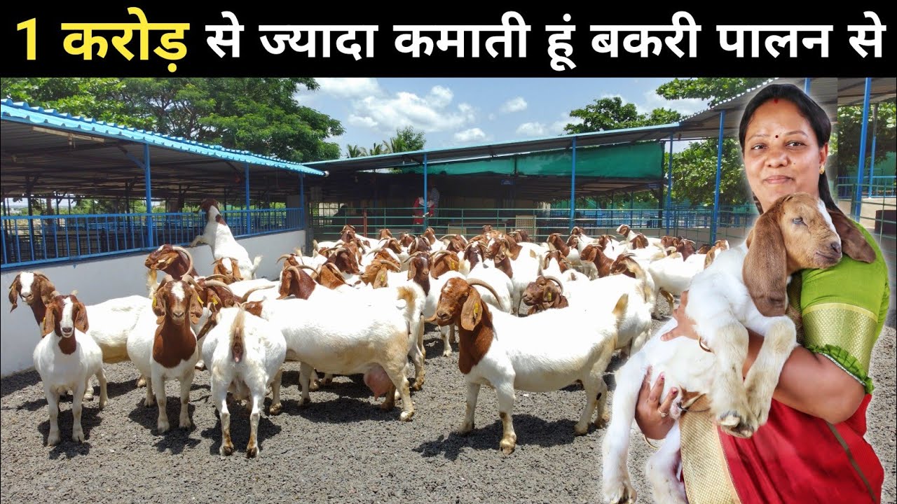शहर की जिन्दगी छोड़ ये महिला गांव में आकर कर रही हैं बकरी पालन | Goat ...