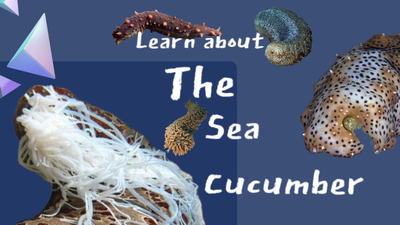 The Pickle Creature | The Sea Cucumber | #ocean #fypシ #legend # ...