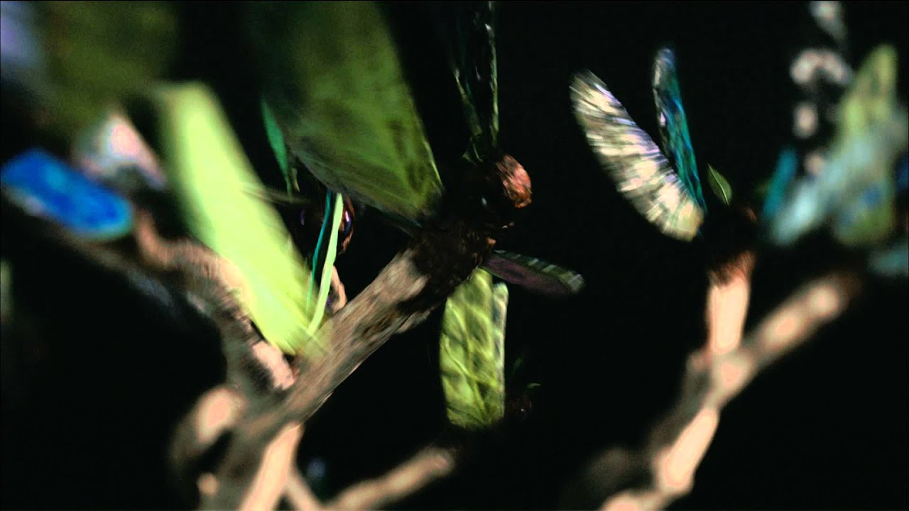 Logo de THX "Amazing Life" HD - YouTube