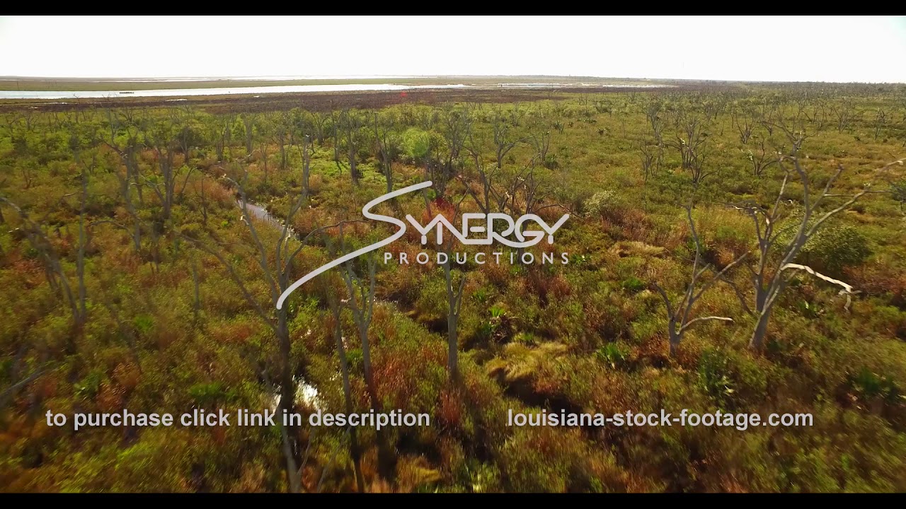 724 dramatic aerial dead trees coastal erosion dying marsh salt water ...