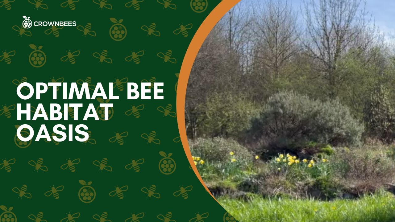 Optimal Bee Habitat Oasis - YouTube