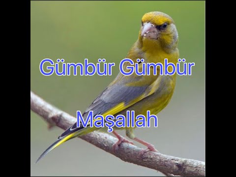 Florya Dediğin Ötecek