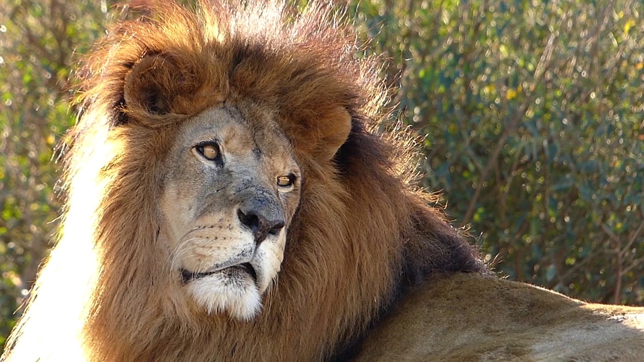 fauna africana REI LEÃO OLHAR SELVAGEM animal silvestre africano savana ...