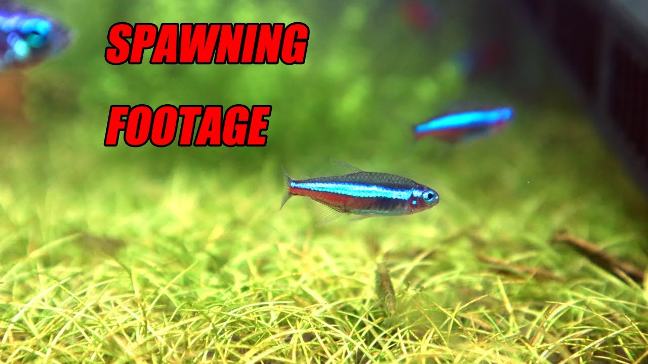 Green neon tetras spawning footage - YouTube