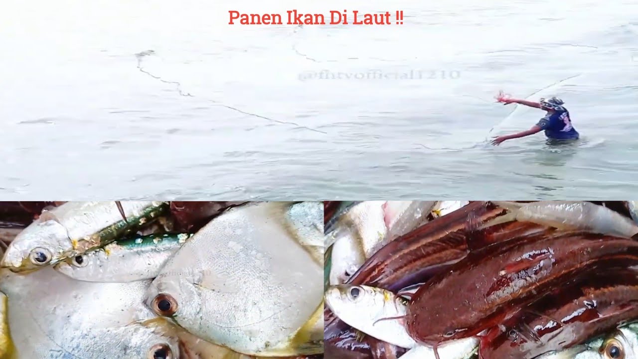 Teknik Jala Ikan Dalam Ombak Laut, Dapat Beragam Jenis Ikan Panen Raya ...
