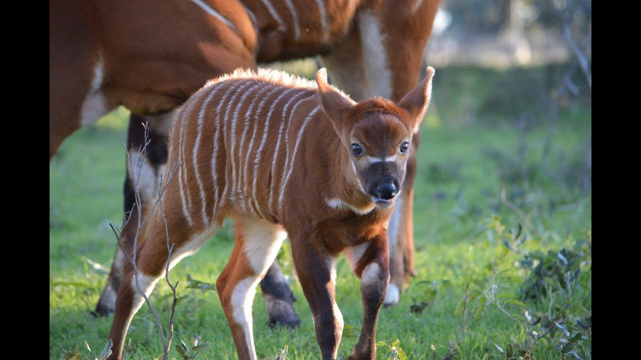 Bongo animals: African Wildlife & Conservation | Wildlife Photography ...