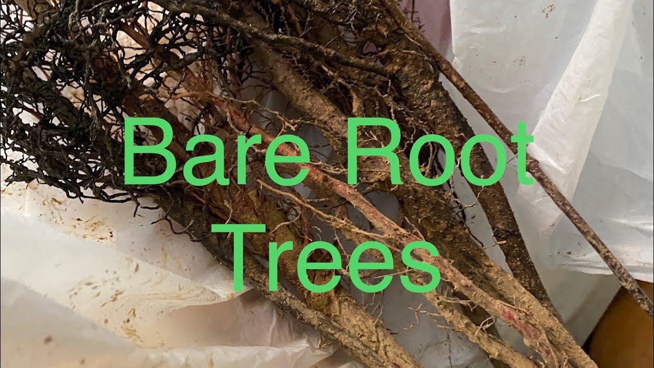 Ep. 115: What I Do With Bare Root Trees I Can’t Plant Yet - YouTube