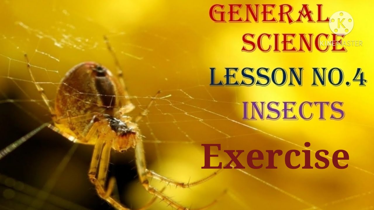 ICSE Class 3 General Science Lesson no 4 Insects Around Us - YouTube