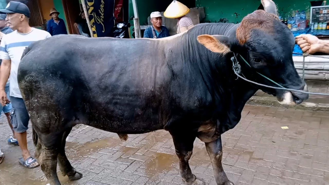 🔴17 JUTA NEGO !!SAPI JANTAN BAKALAN PEGON HARGA TERMURAH Pasar Sapi ...