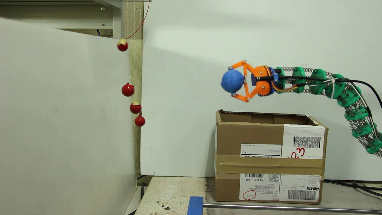 Tomato Harvesting imitation experiment - YouTube