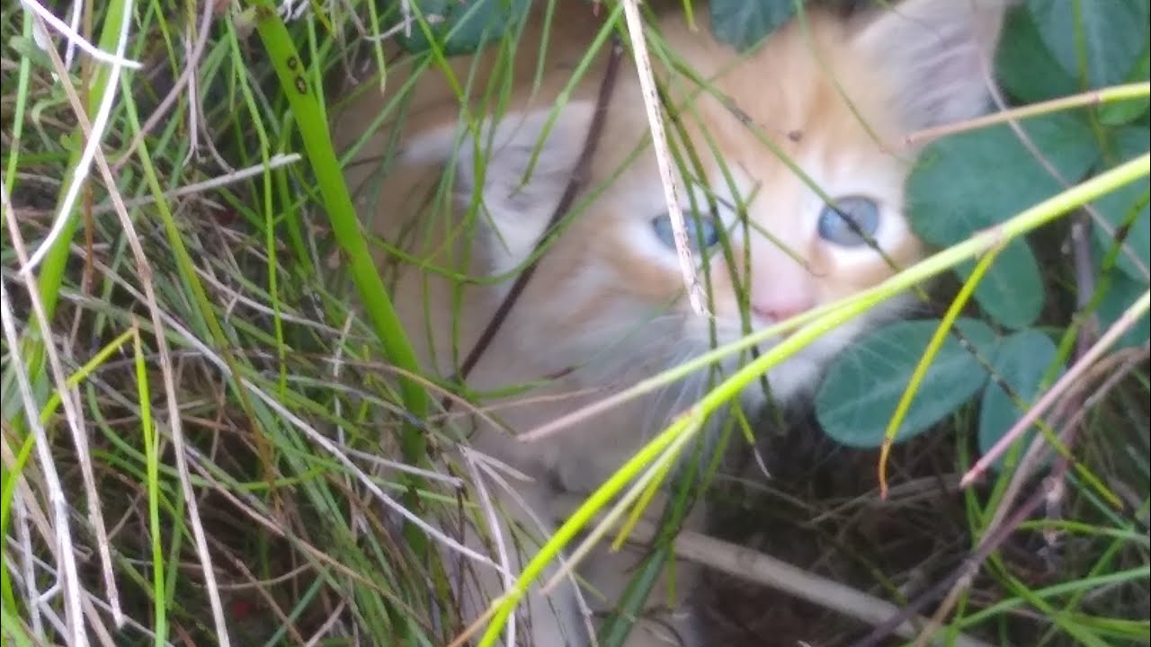 Our animals - YouTube