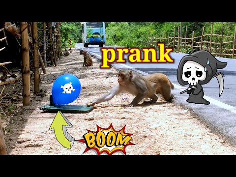 FUNNY MONKEY VIDEO COMEDY VIDEOS#monkeys