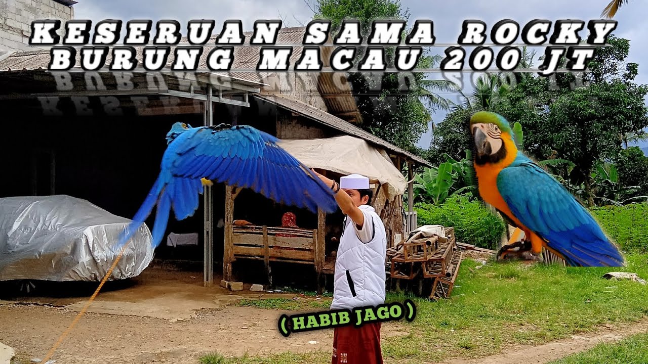 🔴HABIB JAGO PUNYA BURUNG SEHARGA MOBIL 200 JT || PRESIDENT MT RAJAWALI ...