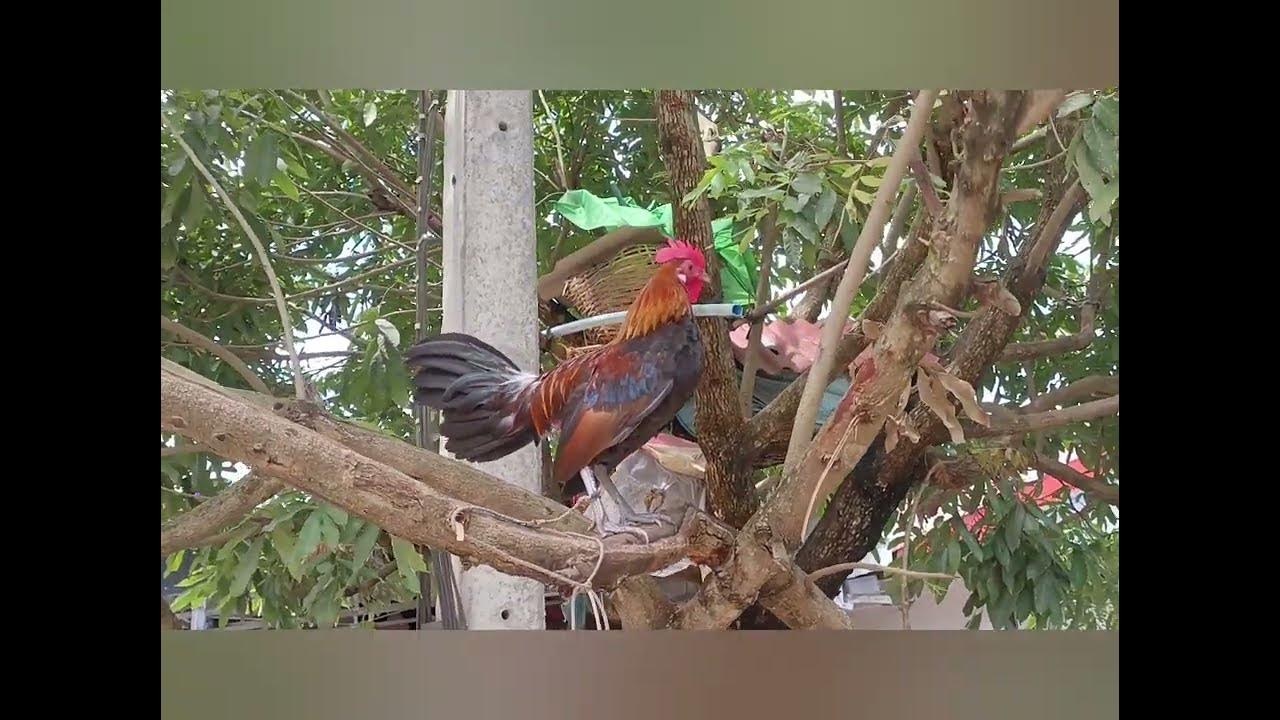 Saib qaib dib - YouTube