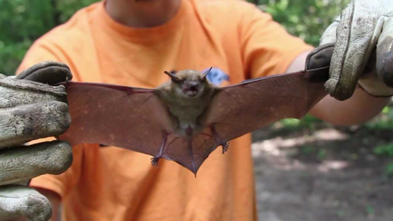 Bats - Suburban Wildlife Control's First Video Bats Gone Wild - YouTube