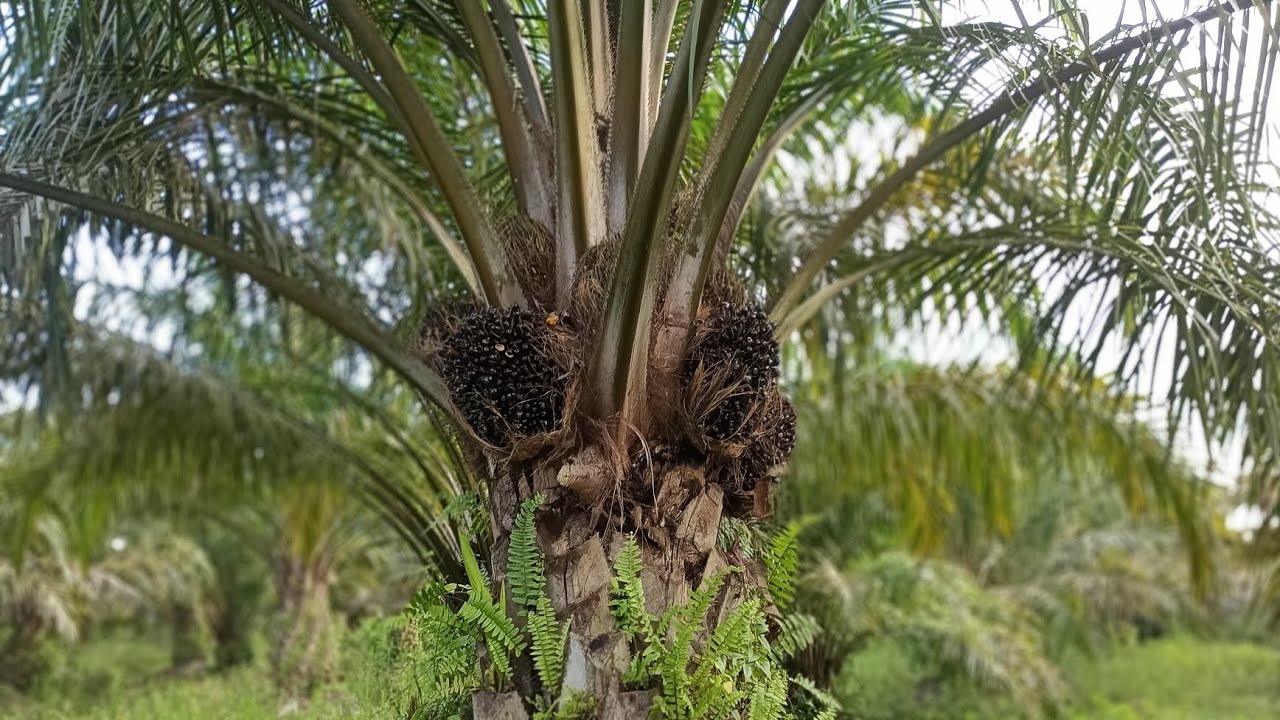 kebun kelapa sawit|duri desa sintong pusaka kecamatan tanah putih ...