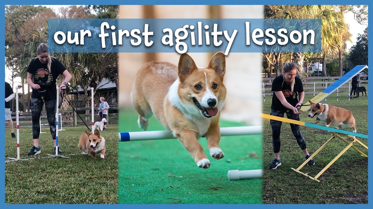 Our FIRST Dog Agility Lesson! | How we prepped, trained, + started a ...
