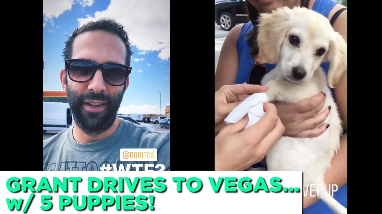 Grant Drives To Vegas....W/ 5 PUPPIES! - YouTube