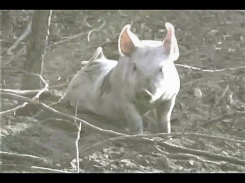 Piglets 3 Weeks Old Showing Daddy Some Love - YouTube