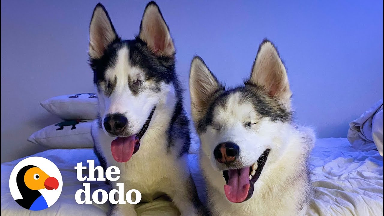 Blind Husky Teaches Her Friend An Unexpected Thing | The Dodo - YouTube