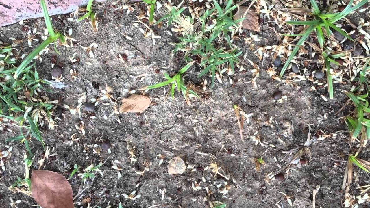 Behavior Observation Module 3: Ant Behavior - YouTube