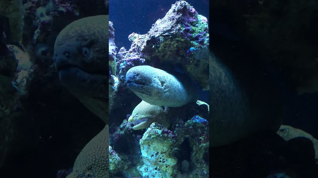 Eel be watching you at Maui Aquarium - YouTube