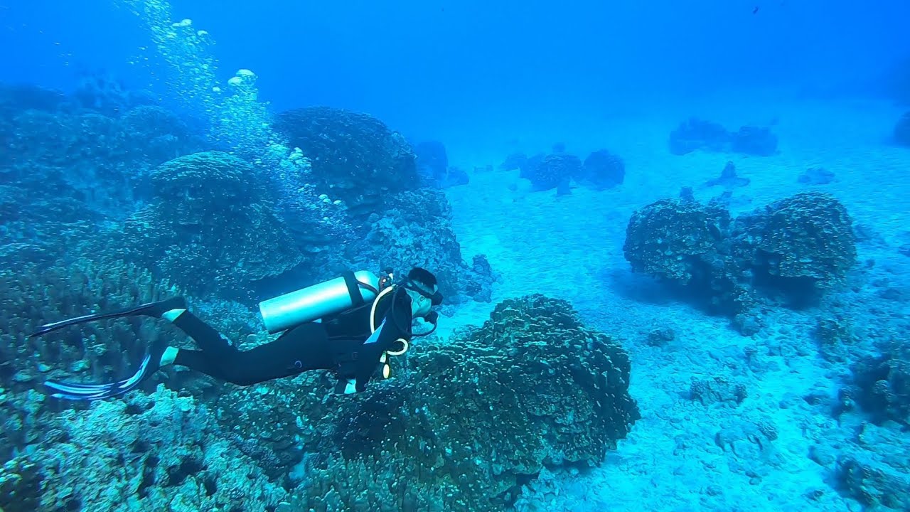 Buceo discover en la Isla de Rapa Nui 2023, boya 3 Manavai - YouTube