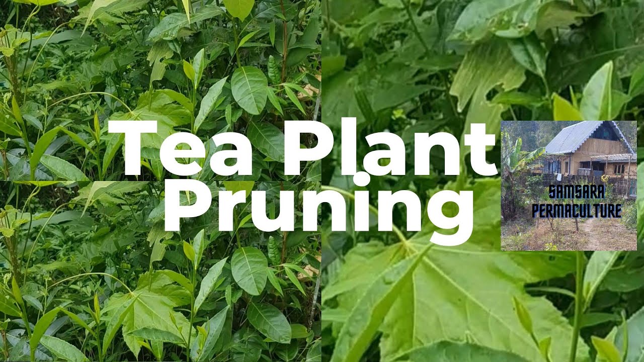 TEA PLANT PRUNING || TEA HAIRCUT || NEW LEAVES || FARMLIFE ...