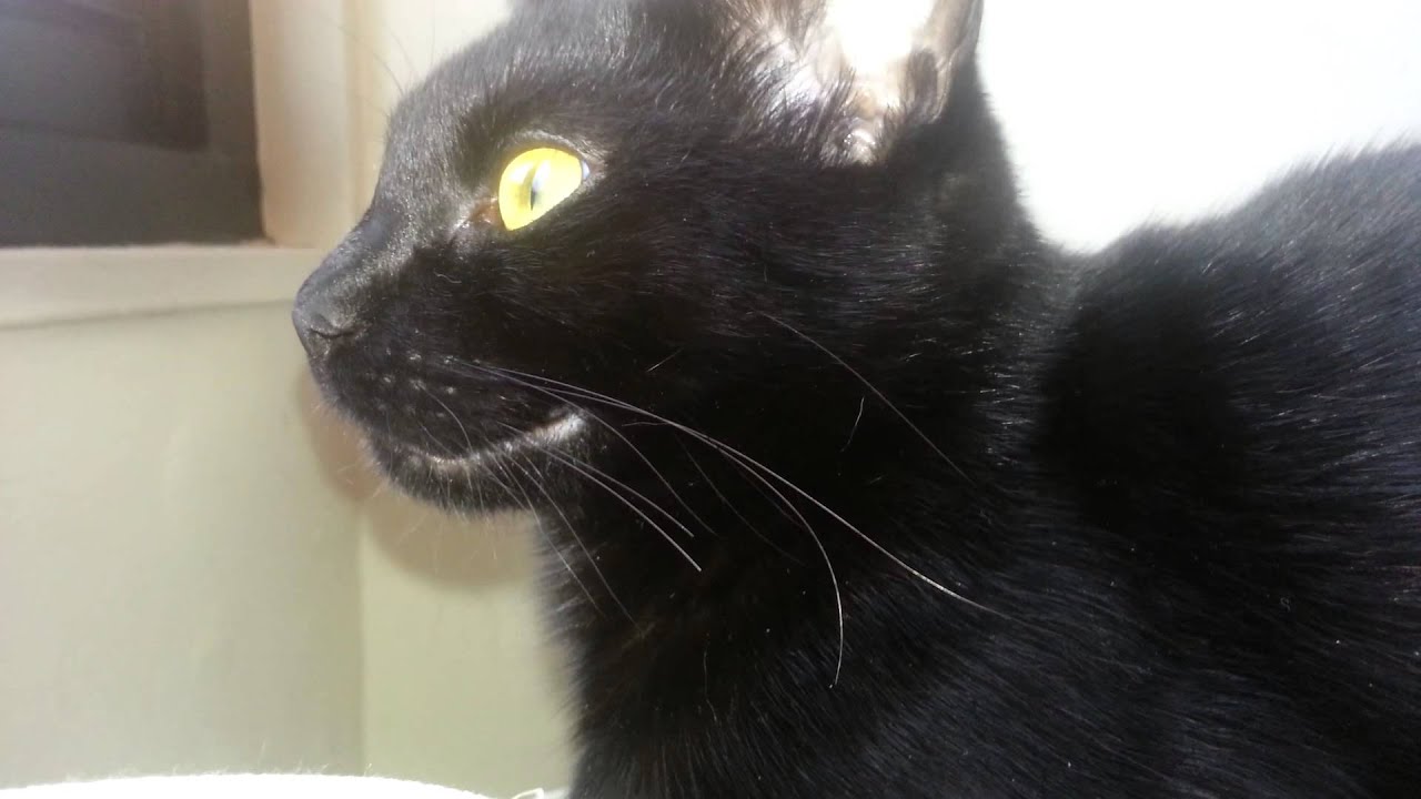 Farting cat funny - YouTube