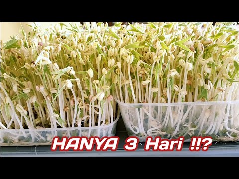2 Cara Tanam Taugeh/Tips Agar Daun Taugeh Hijau