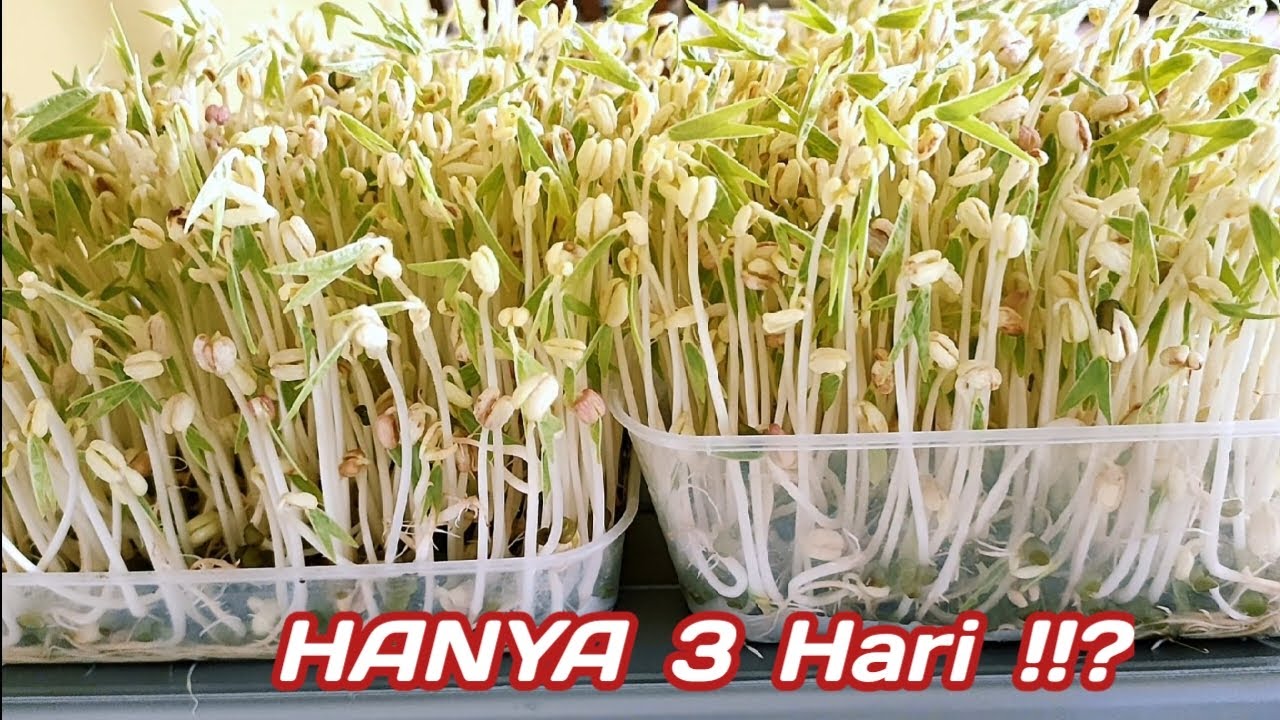 2 Cara Tanam Taugeh/Tips Agar Daun Taugeh Hijau - YouTube