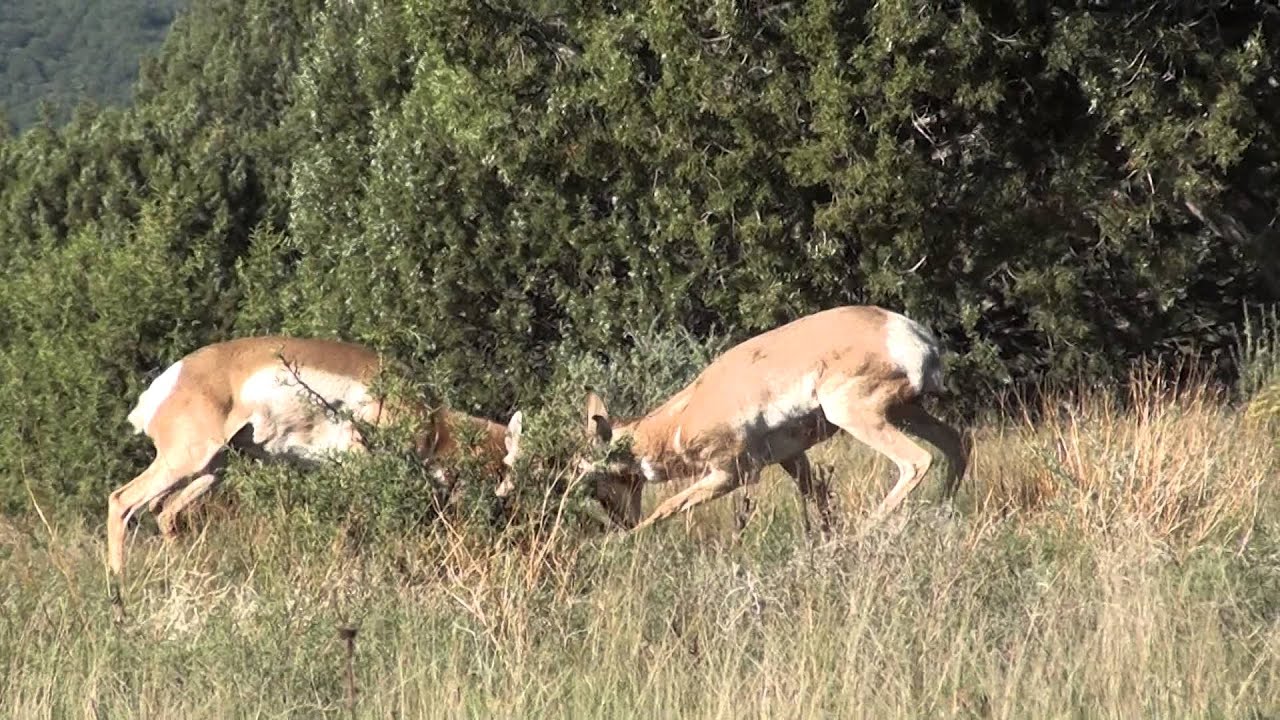 Wild Pronghorn Antelope Fight - YouTube